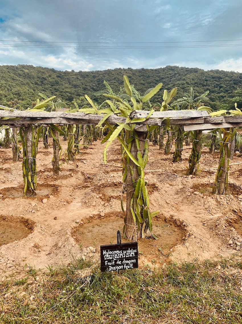 Travel Report: La Plantation Pepper Farm, Kampot. - Leighton Travels!