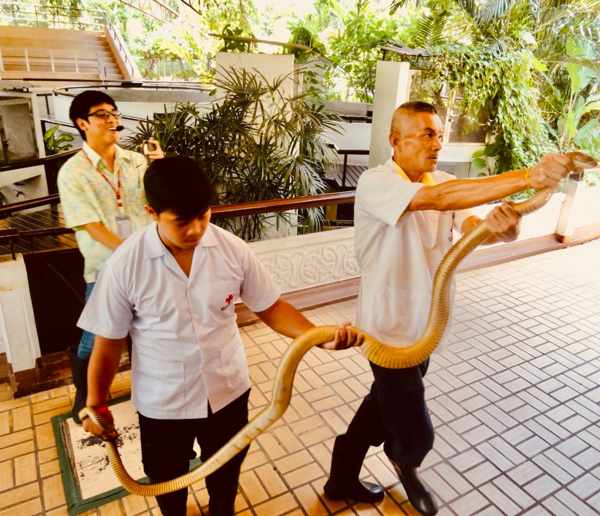 Hisses & Slithers at Bangkok Snake Farm. - Leighton Travels!